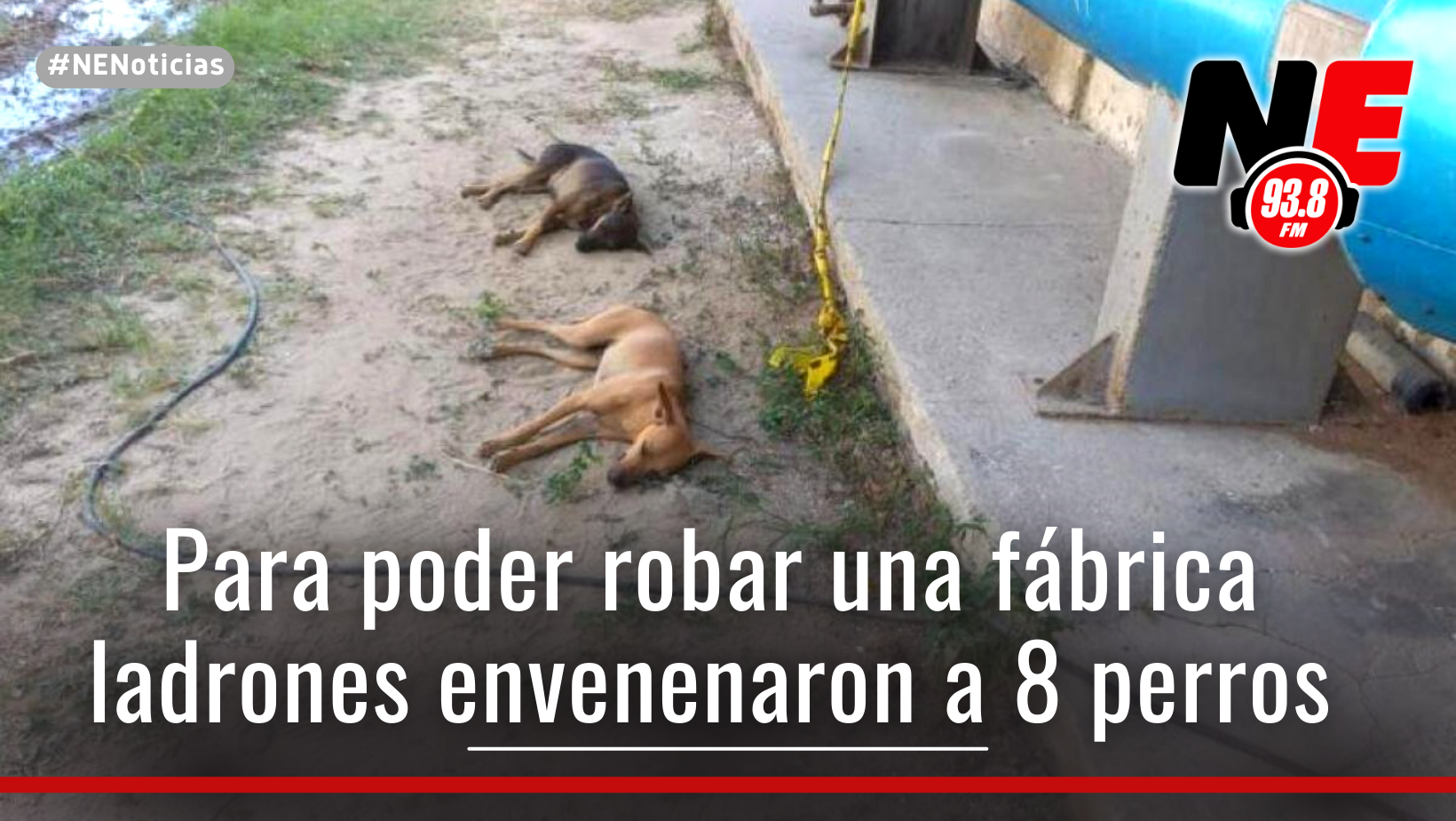 Ladrones envenenaron a 8 perros para poder robar una fábrica en el ...