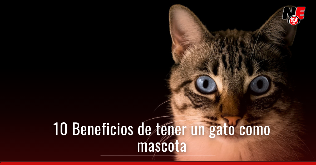 10 Beneficios de tener un gato como mascota
