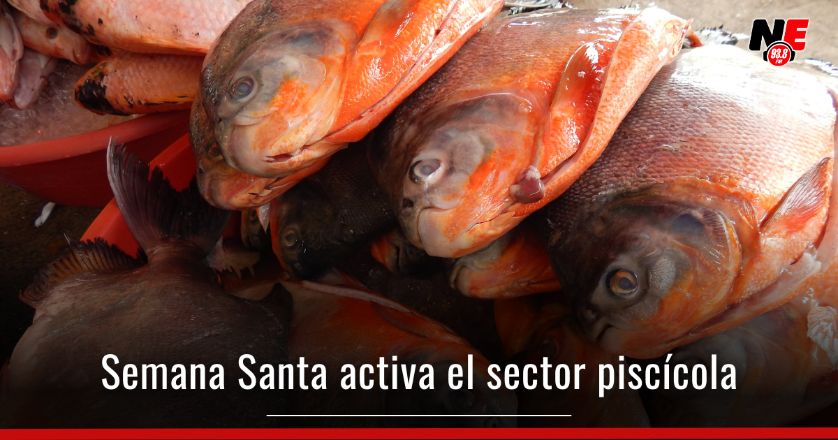 Producción piscícola a tope parta Semana Santa