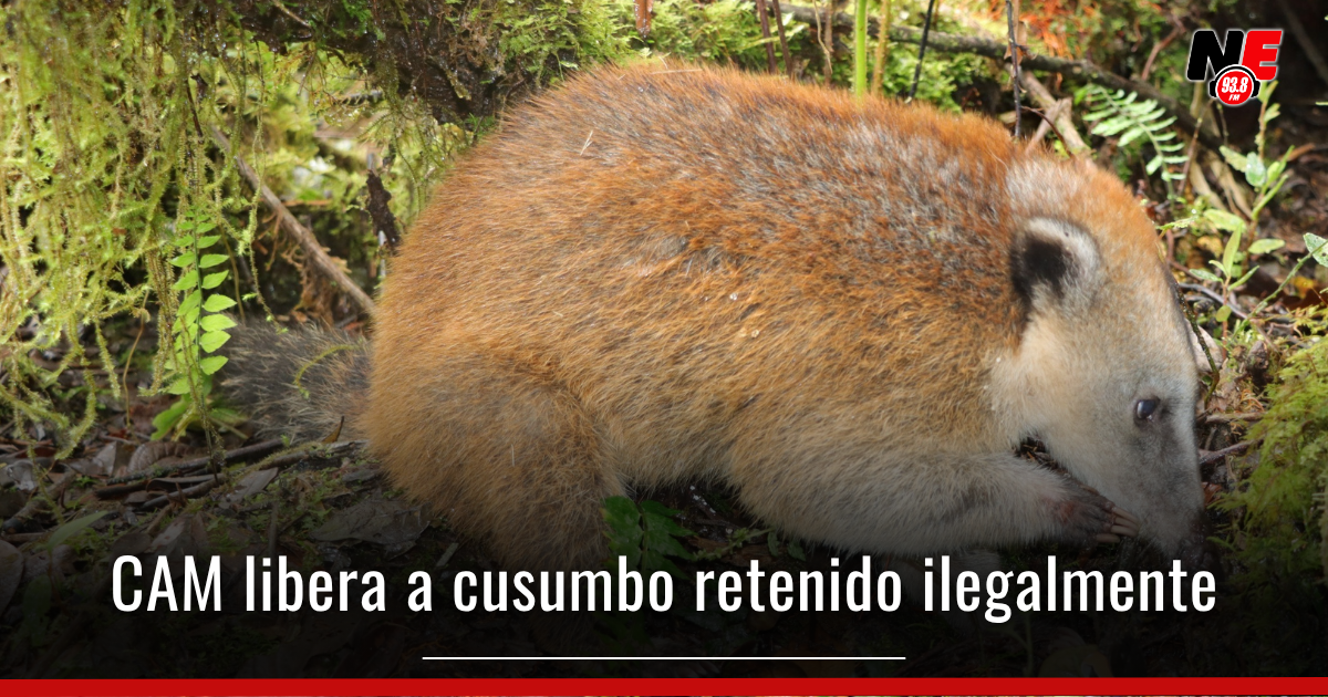 Rehabilitado y libre: final feliz para un cusumbo